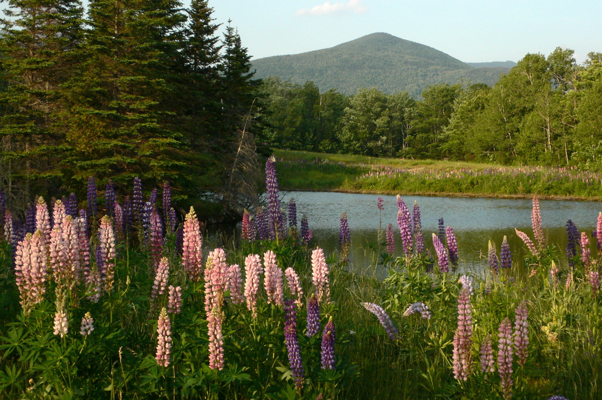 Stream-side mountain retreat - Cabins for Rent in Phillips, Maine ...