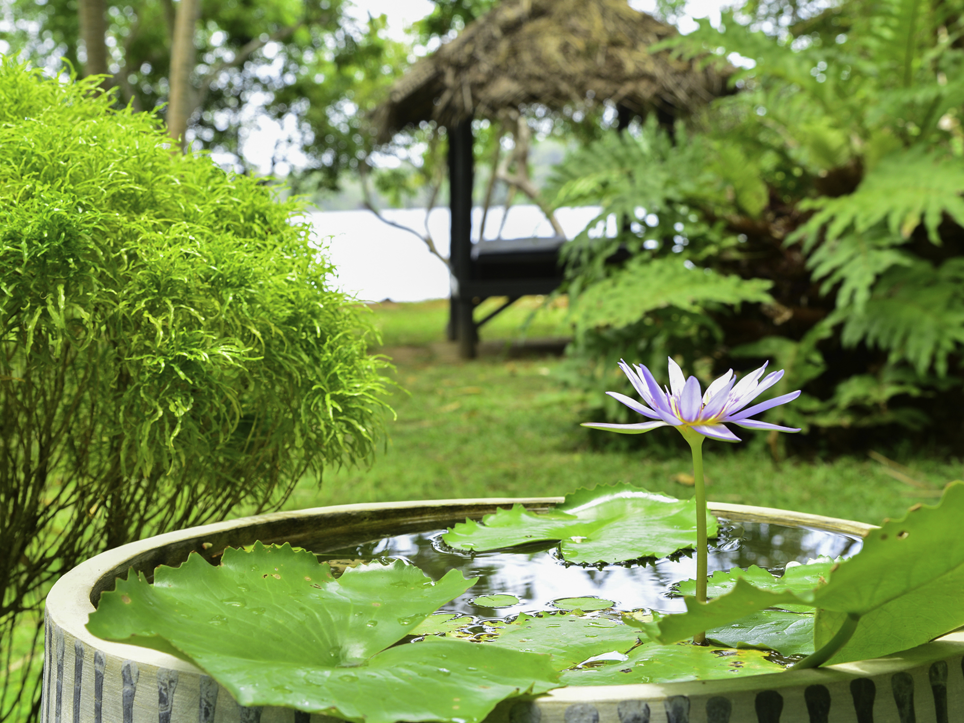 Treehouse by the river - Hikkaduwa - Guesthouses for Rent in Hikkaduwa ...