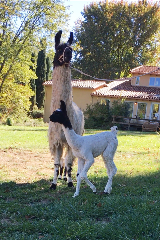 Magical llamas, goats & flowers - Airbnb