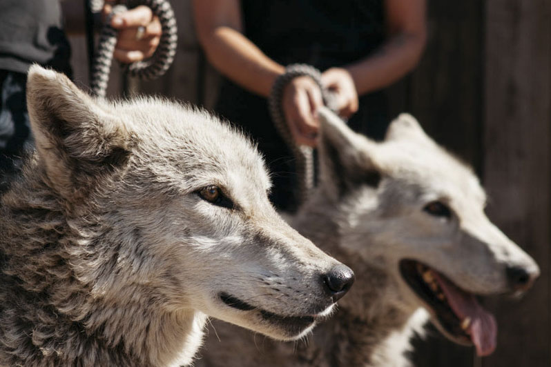 Camping with Wolves - Airbnb