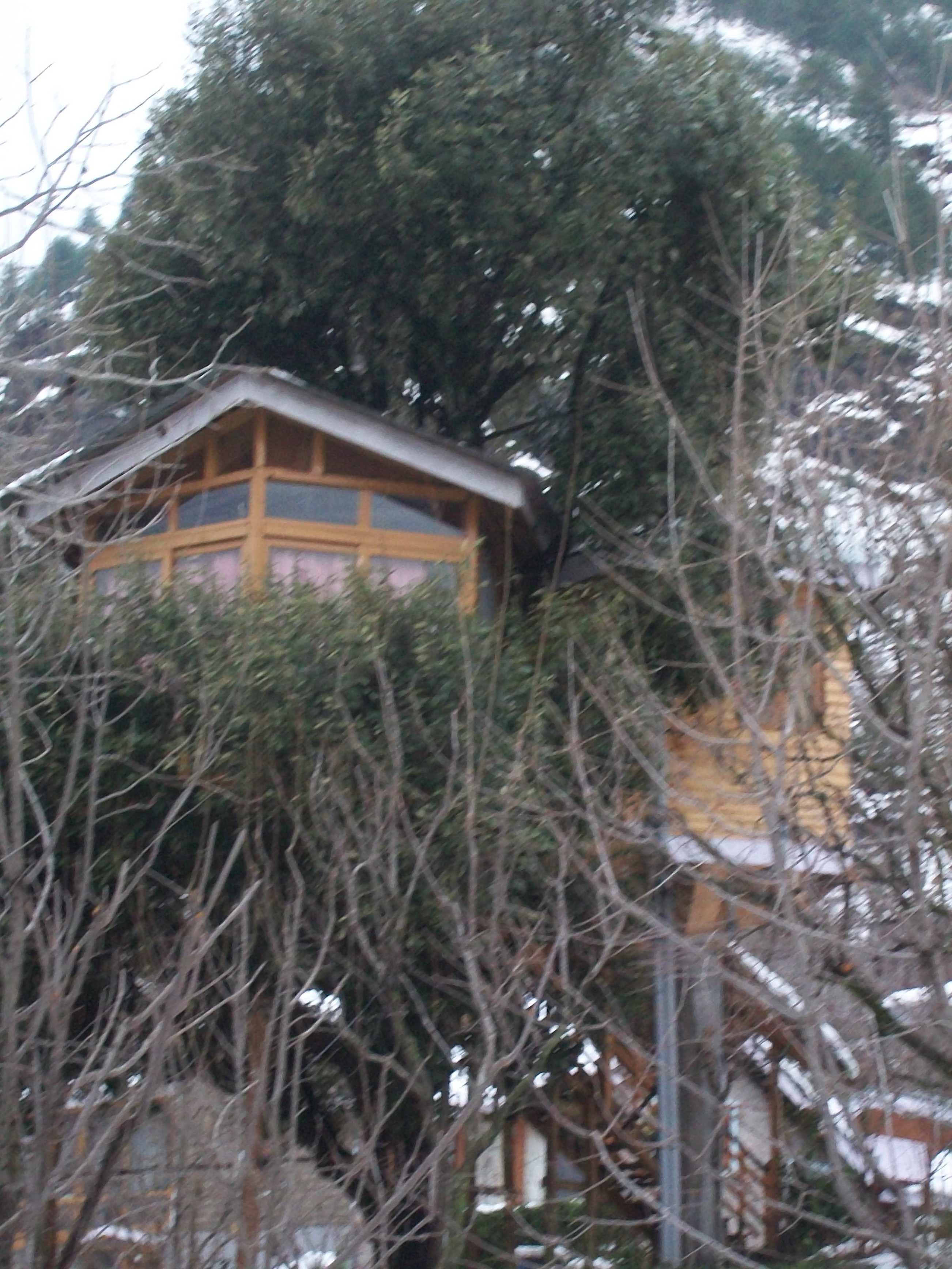 Treehouse in Manali ( OAK TREE )Tree House Cottage - Treehouses for ...