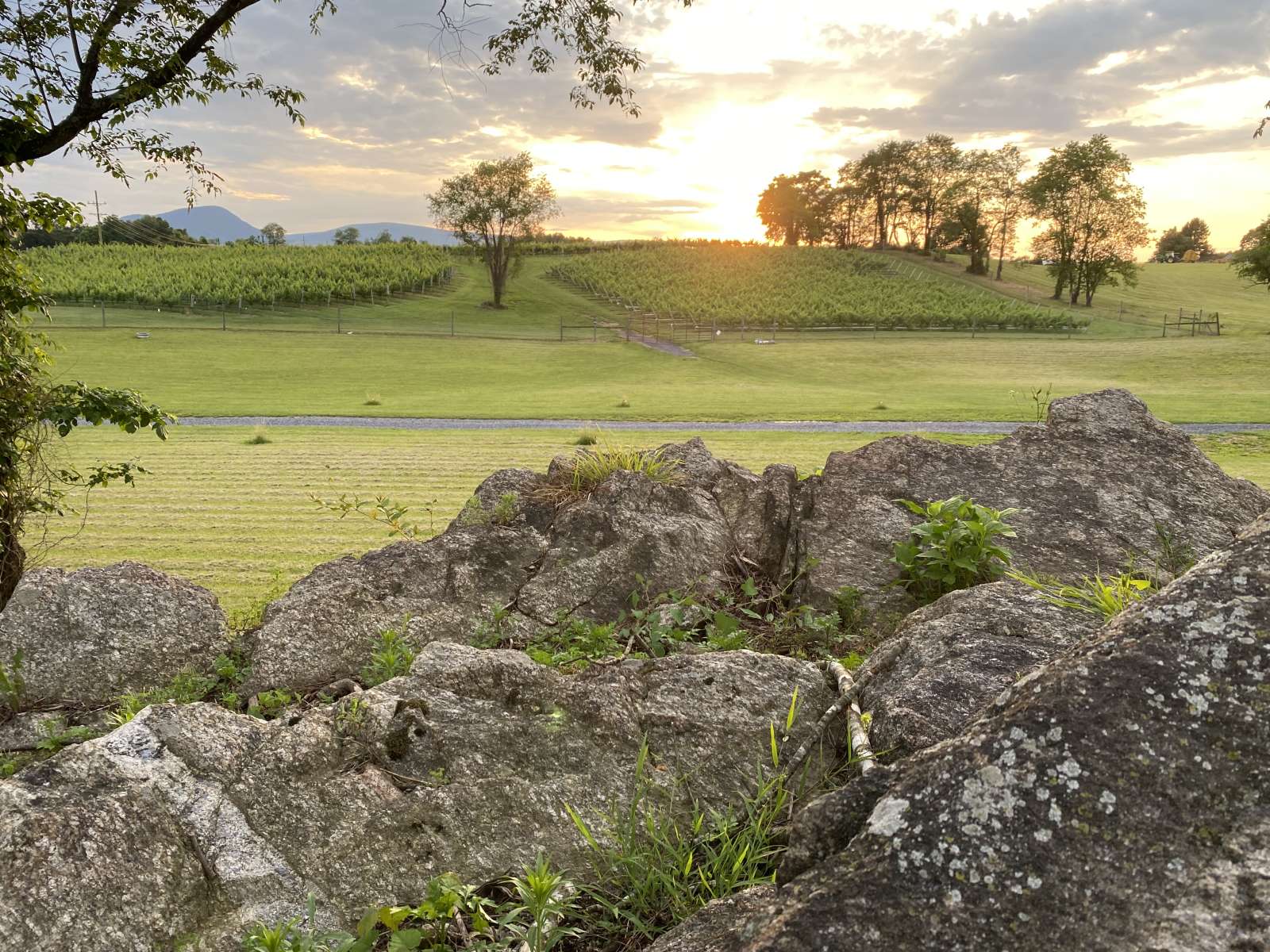 Vineyard Camping - Campsites for Rent in Flint Hill, Virginia, United ...