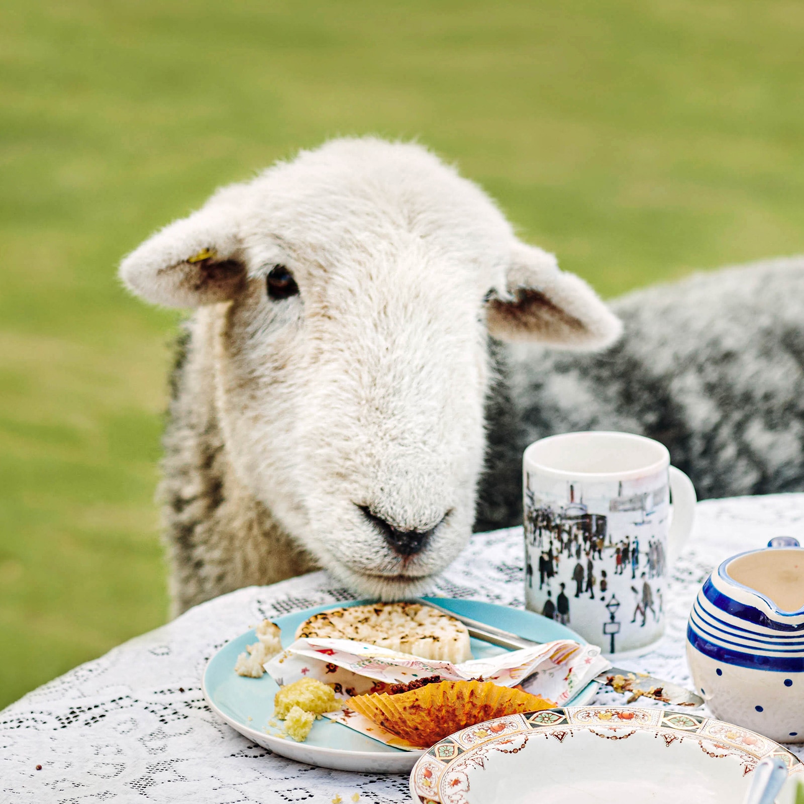 Tea with Naughty Sheep - Airbnb