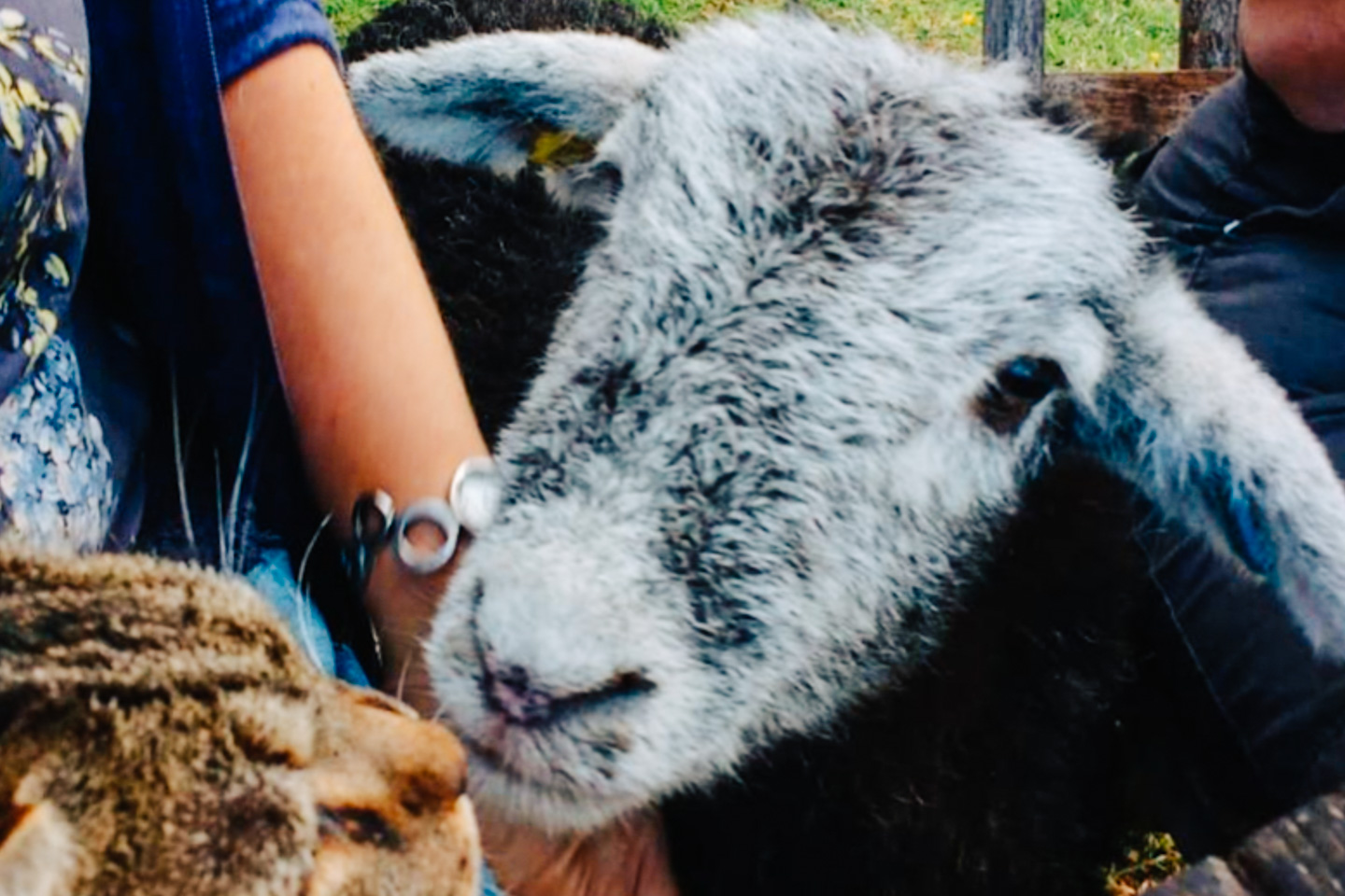 Tea with Naughty Sheep - Airbnb