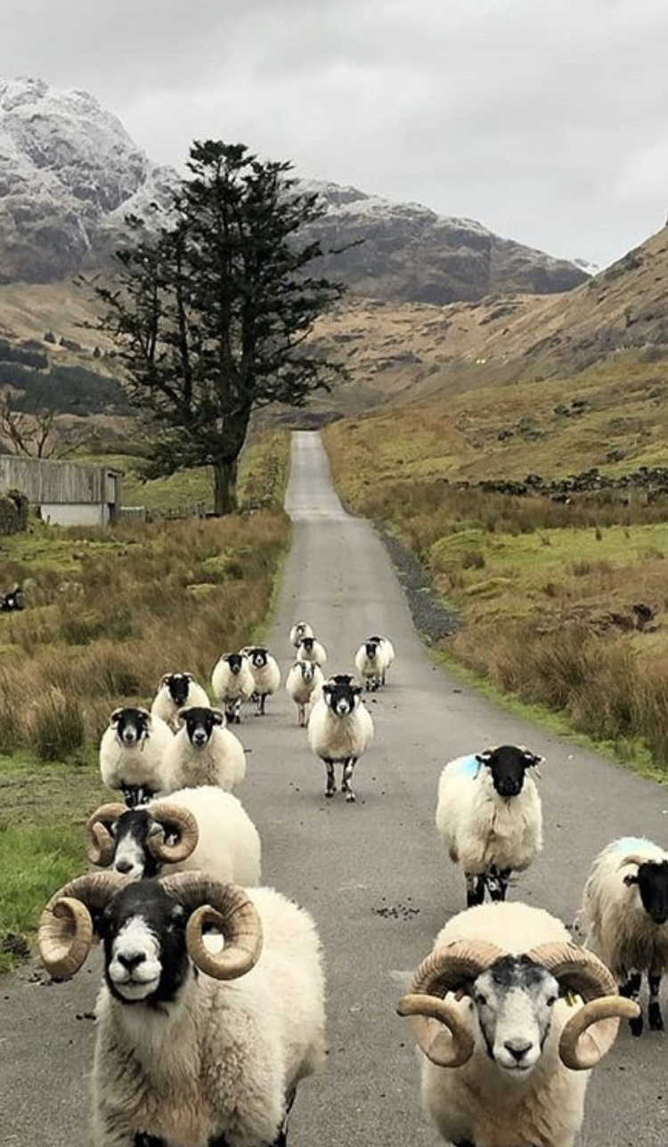 Sheep Herding-Authentic Farm Experience - Airbnb