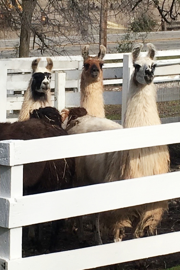 Experience Llamas - Airbnb