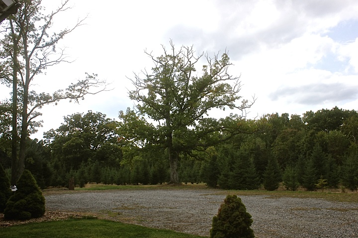 Stone Oak Tree Farm Blue Spruce Rm. - Farm stays for Rent in Slate Hill ...