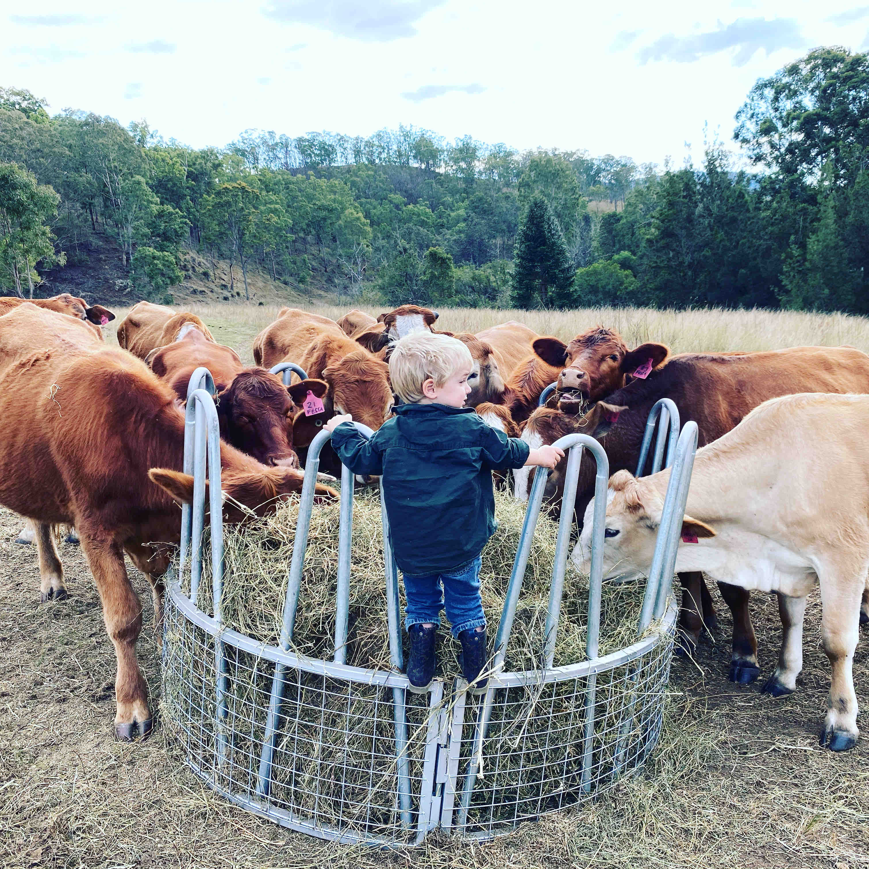 Darlington Grove - Farm Stay in a renovated Dairy - Farm stays for Rent ...