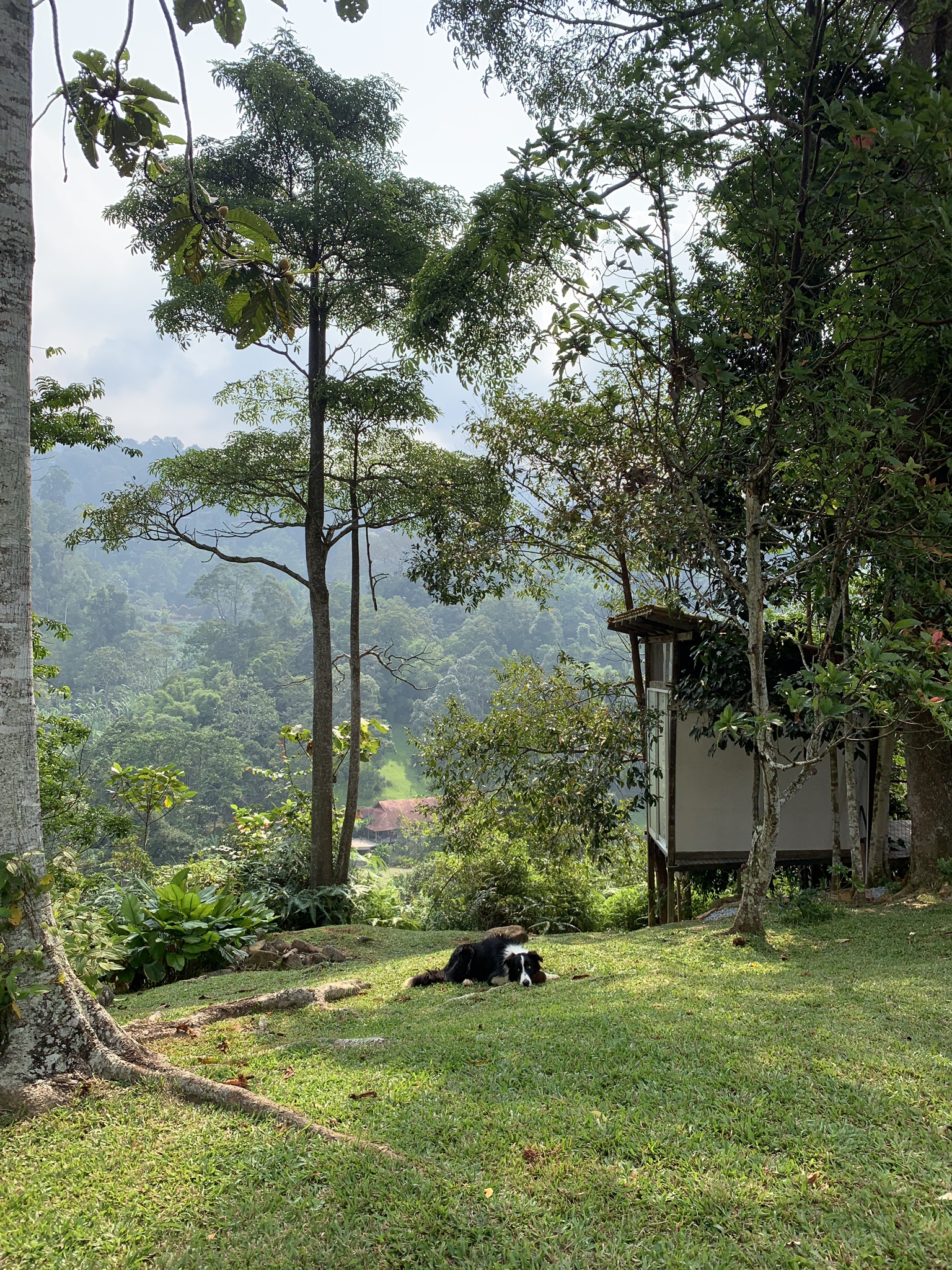 Plateau Farm Sustainable Treehouse Camp@Janda Baik - Treehouses for ...