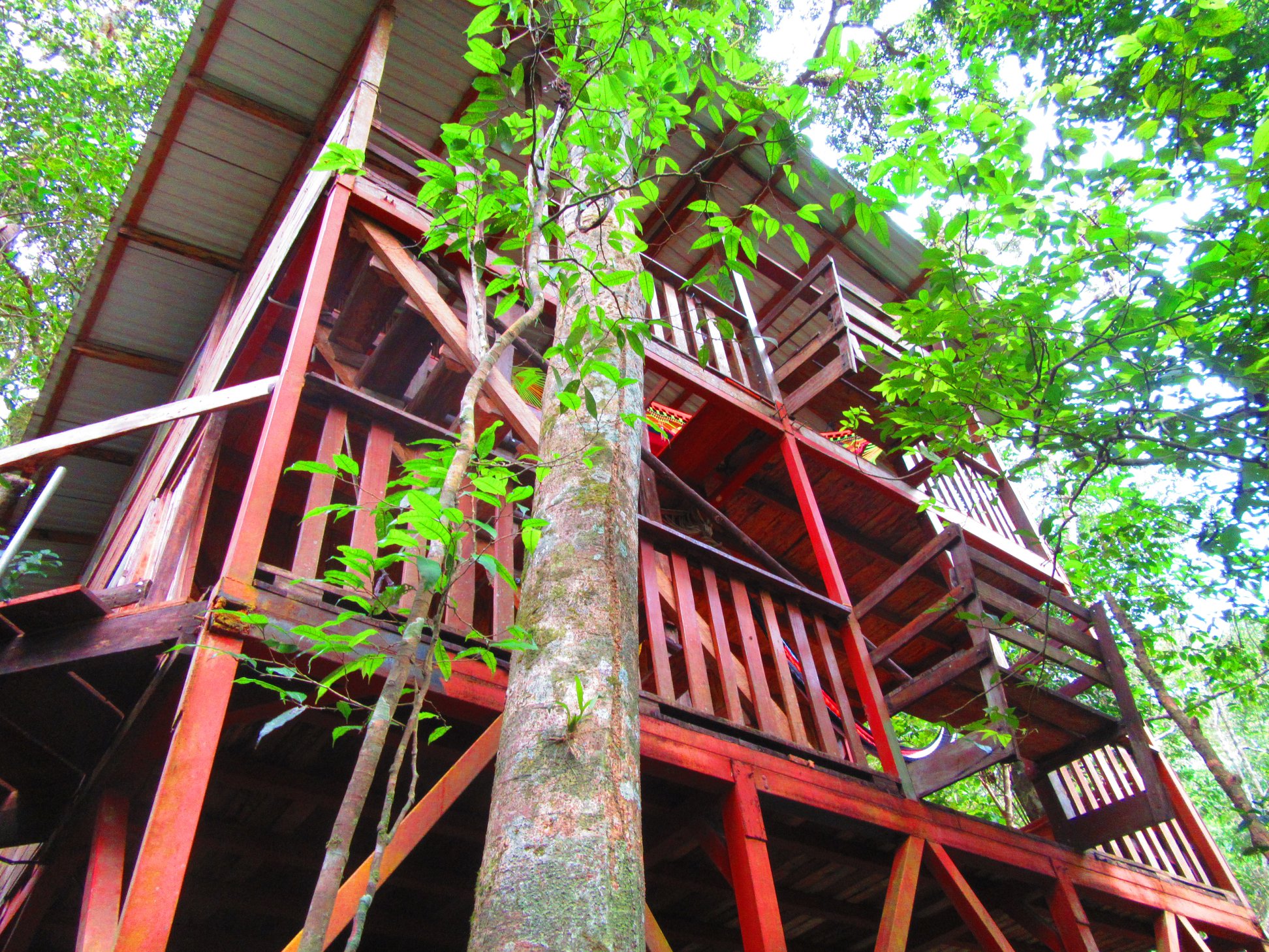 Rainforest Treehouse (4 Rooms, entire treehouse!) - Treehouses for Rent ...