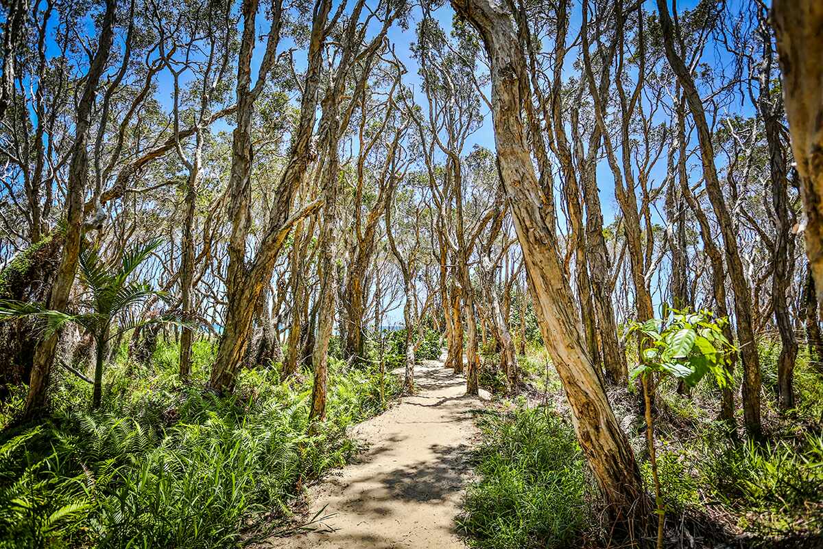Complete Straddie Beach Retreat - Lofts for Rent in Point Lookout ...