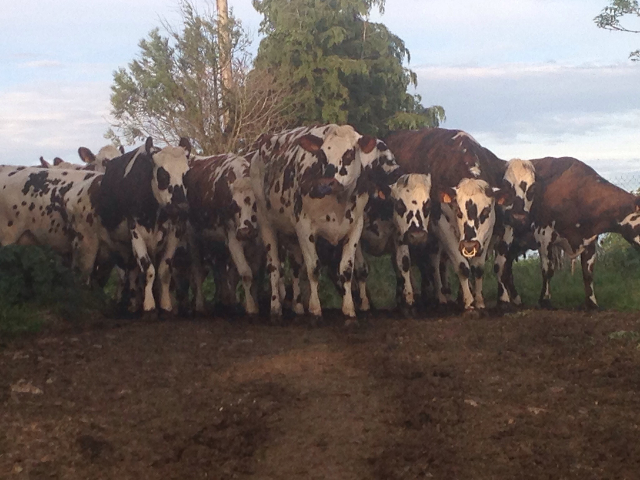 Welcome to the Norman cow farm - Houses for Rent in Calvados, Normandie ...