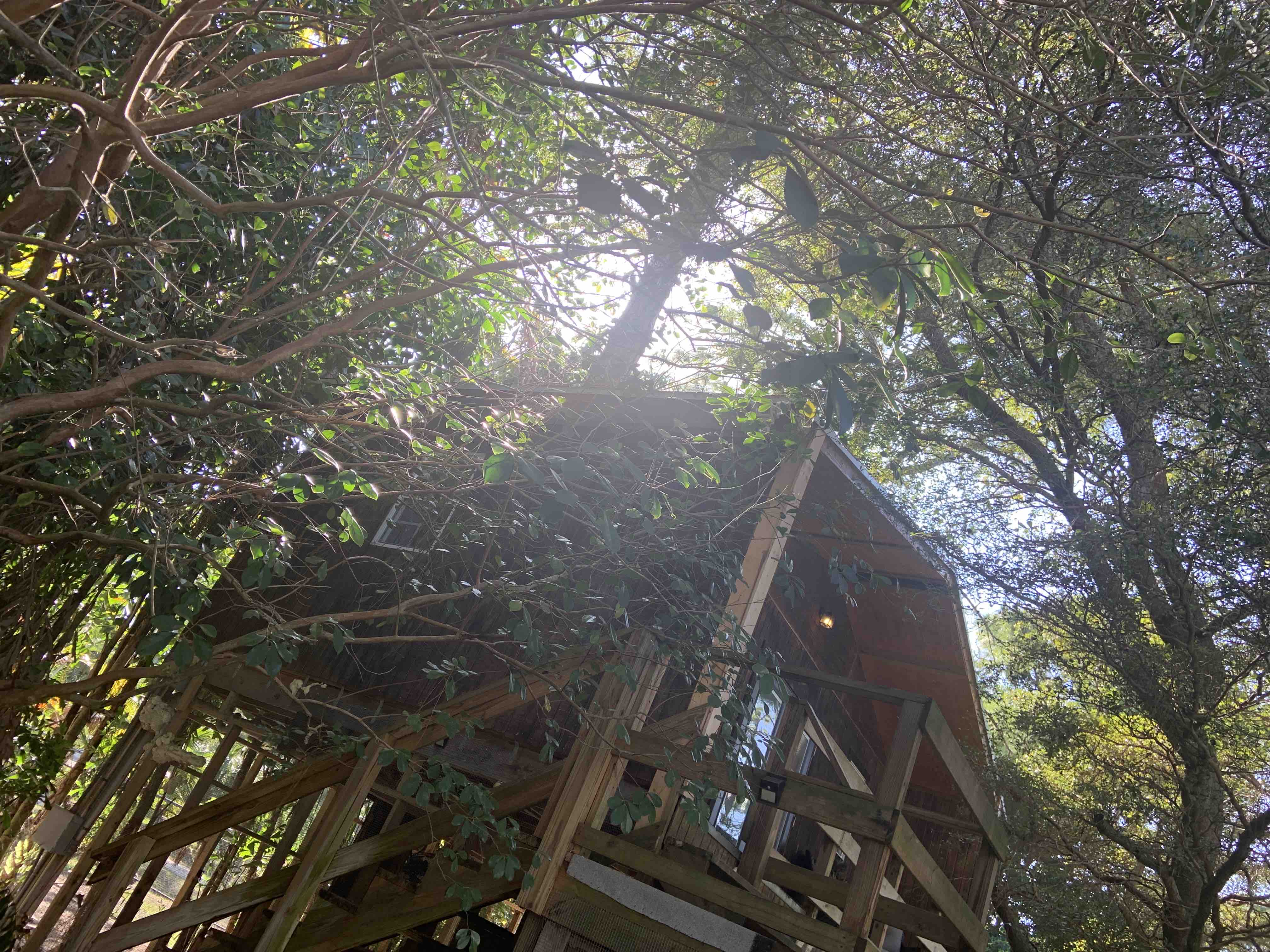 Luxurious Modern Treehouse with Mineral Pool - Treehouses for Rent in ...