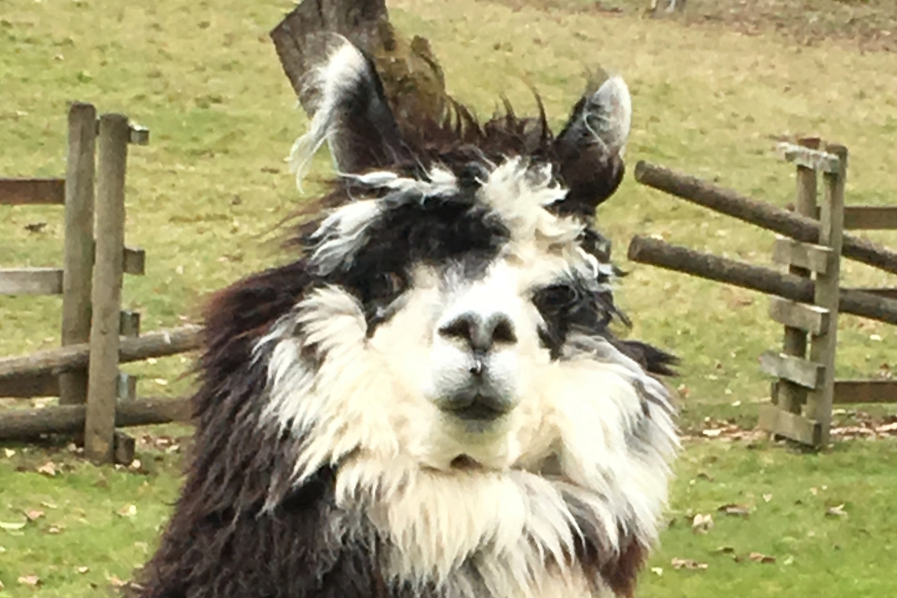 Farmhouse with Llama and Gardens - Houses for Rent in Vashon ...