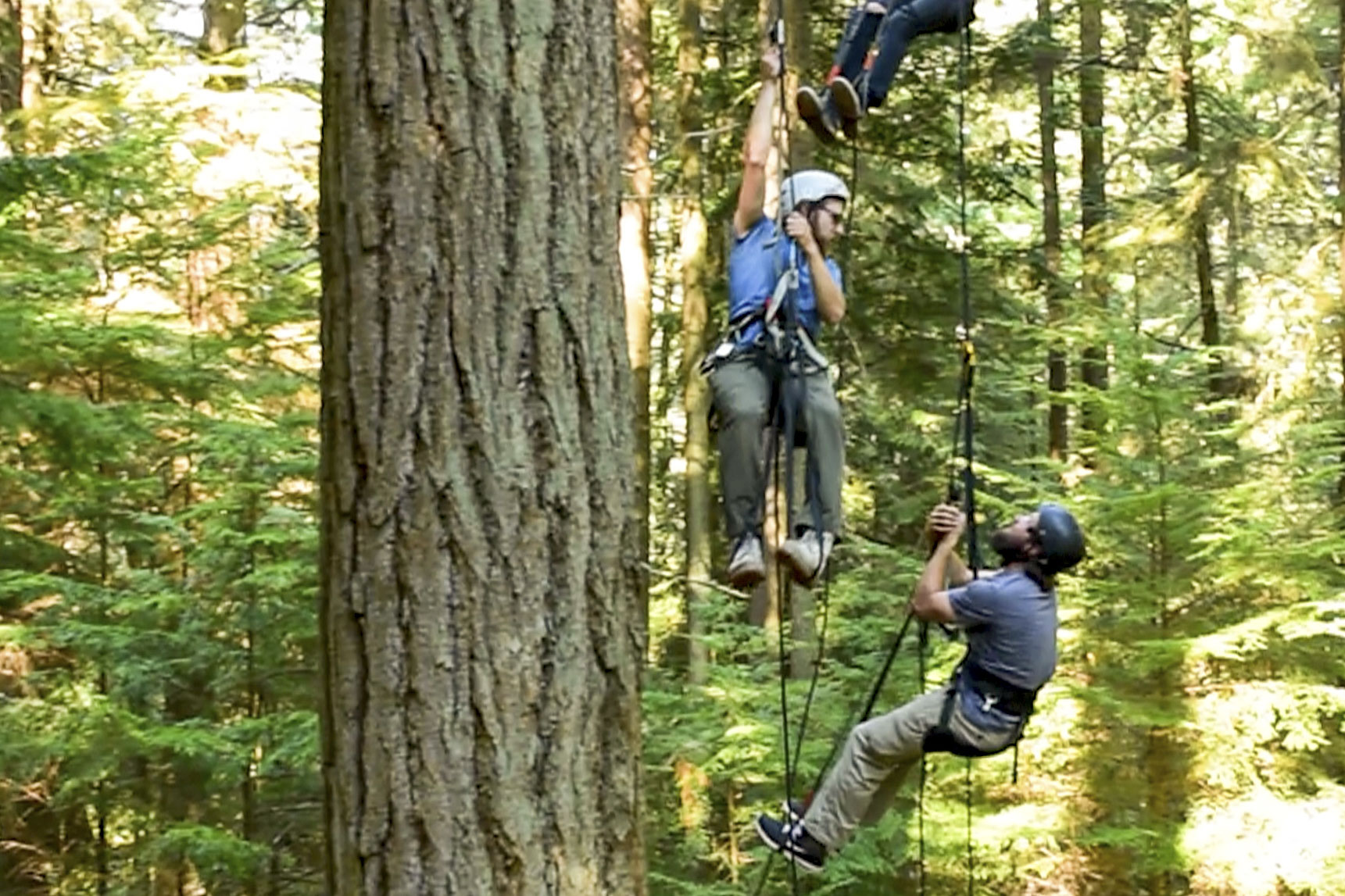 Old-Growth Tree Climbing On Lopez Island - Airbnb