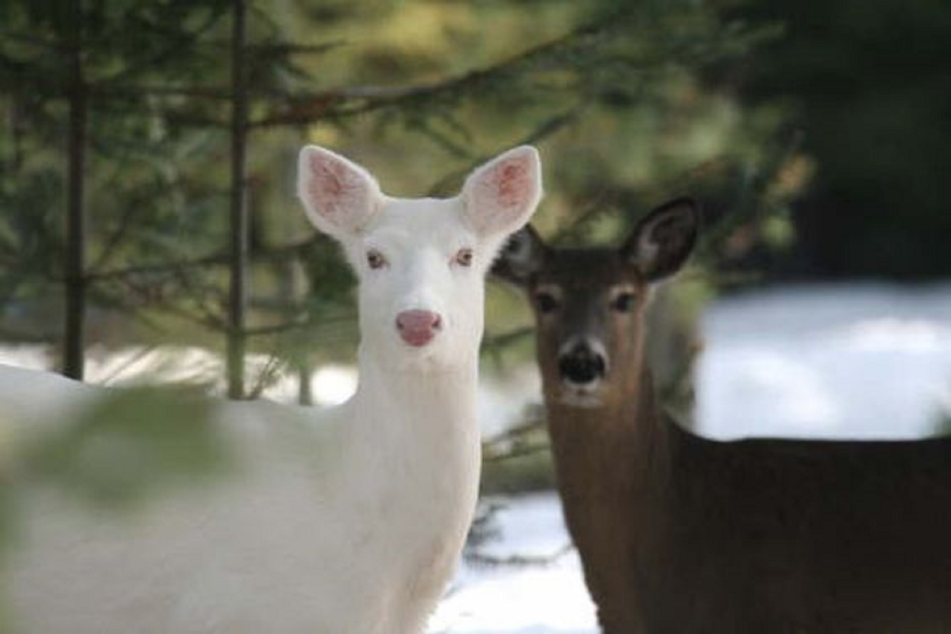 Lakeside Cabin in Northern Wisconsin - Cabins for Rent in Boulder ...