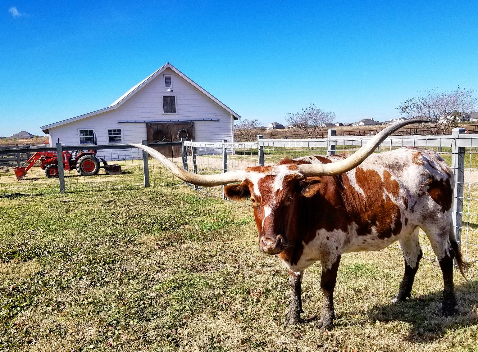 Barn Loft Living at a Texas Longhorn Mini Ranch - Barns for Rent in ...
