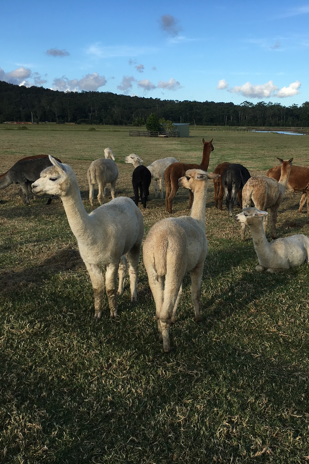 Breakfast with Alpacas - Airbnb