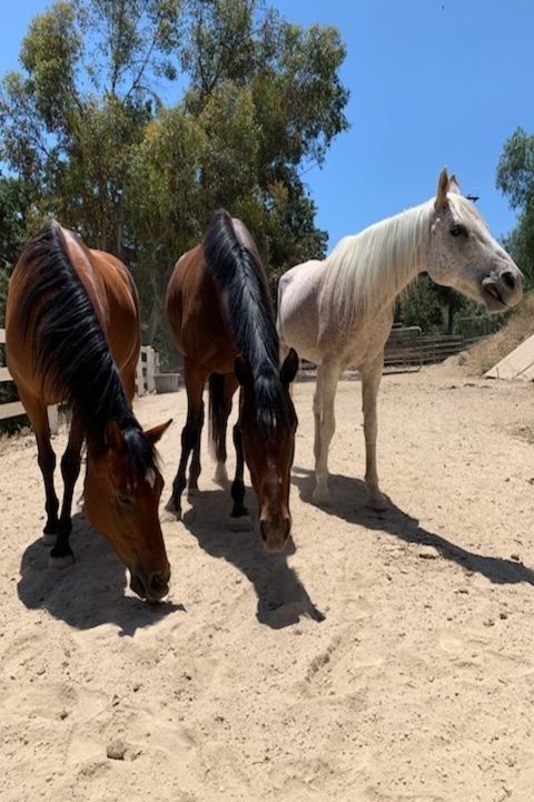 Sunset Canyon Horseback Trail Ride Airbnb