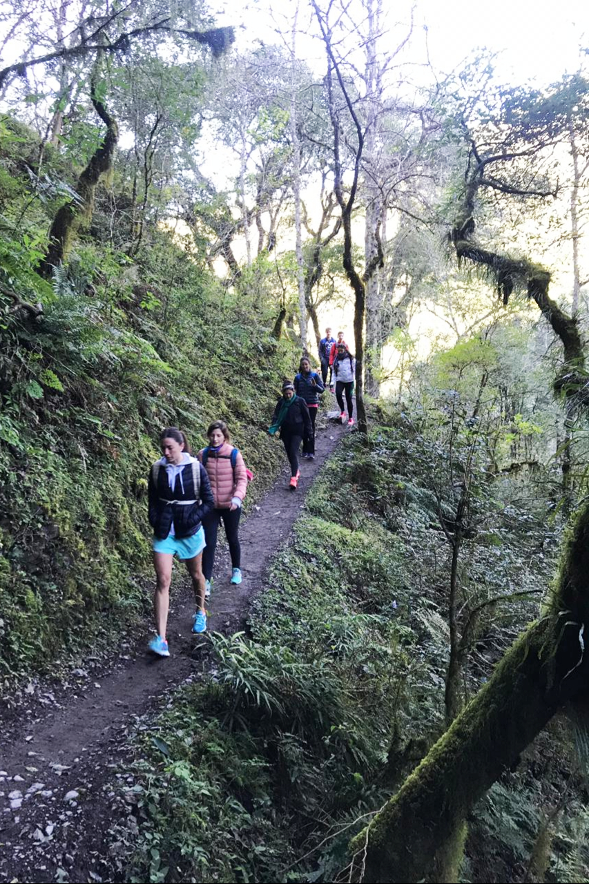 Randonnée en forêt - Airbnb