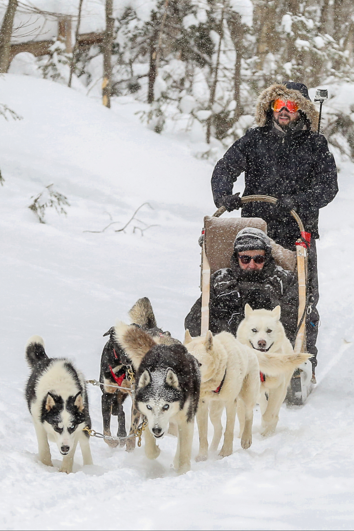 Sledding with Eskimo dogs - Airbnb