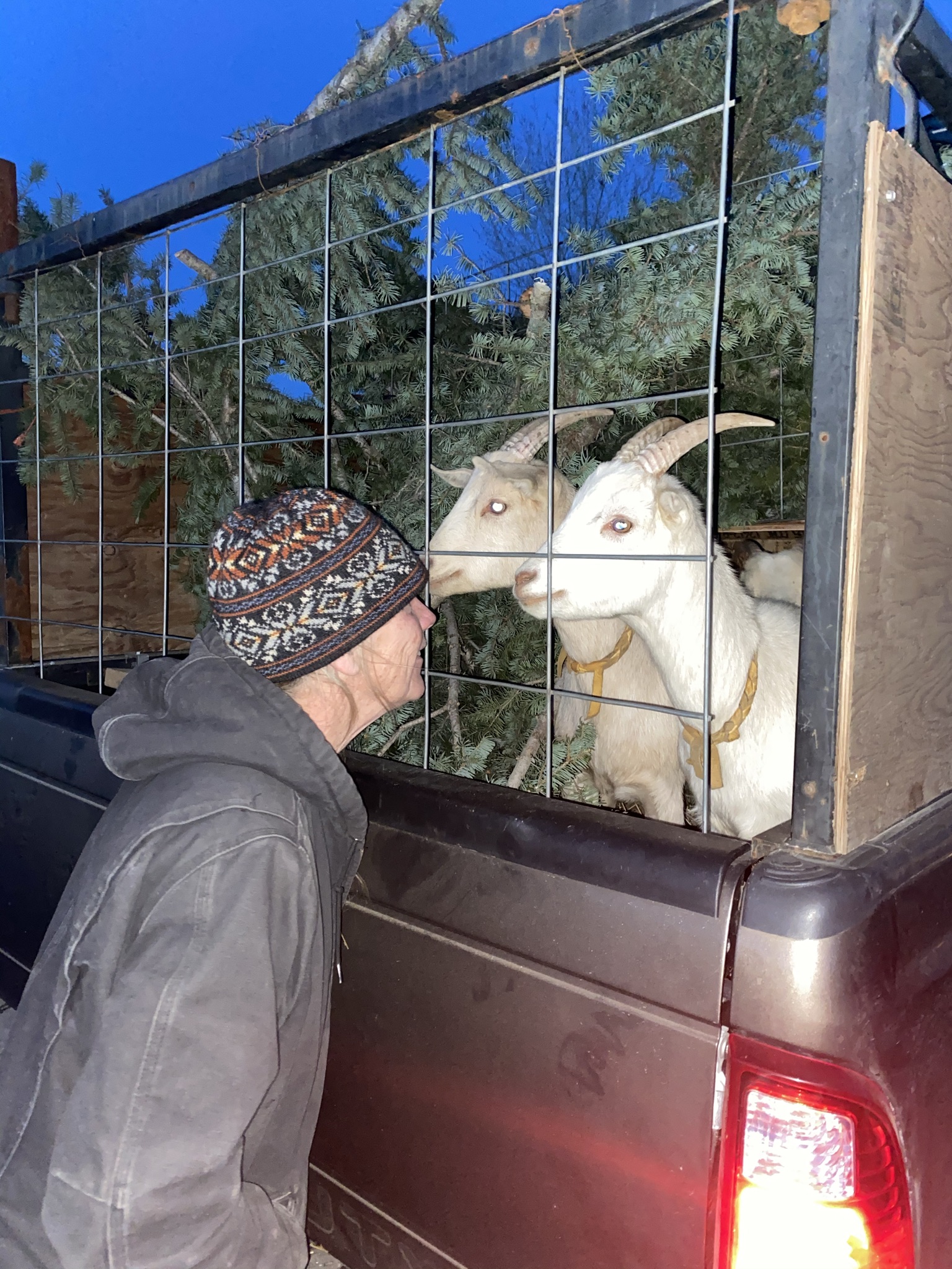 Goat Farm Visit - Airbnb