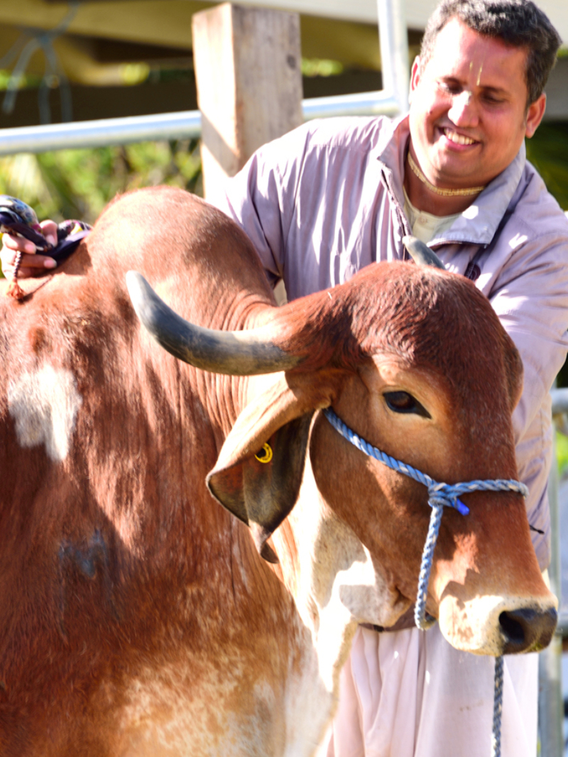 Cow Cuddle Therapy - Airbnb
