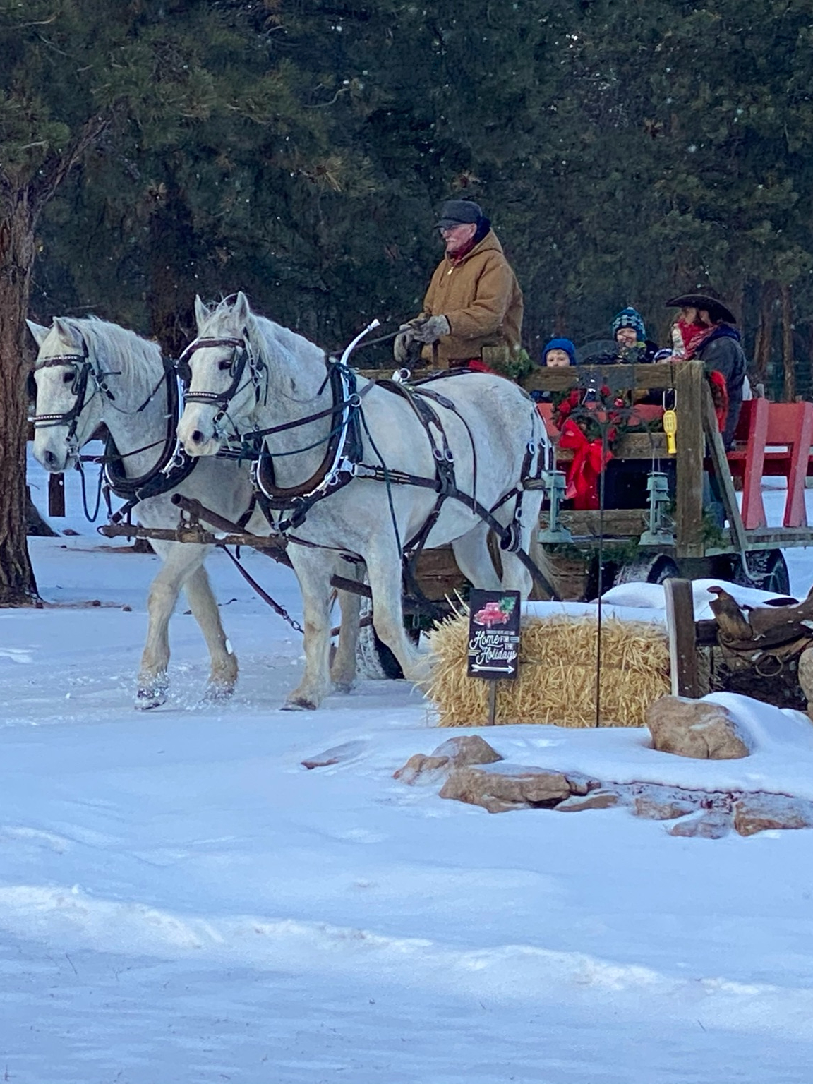 Winter Wonderland Sleigh Ride Experience - Airbnb