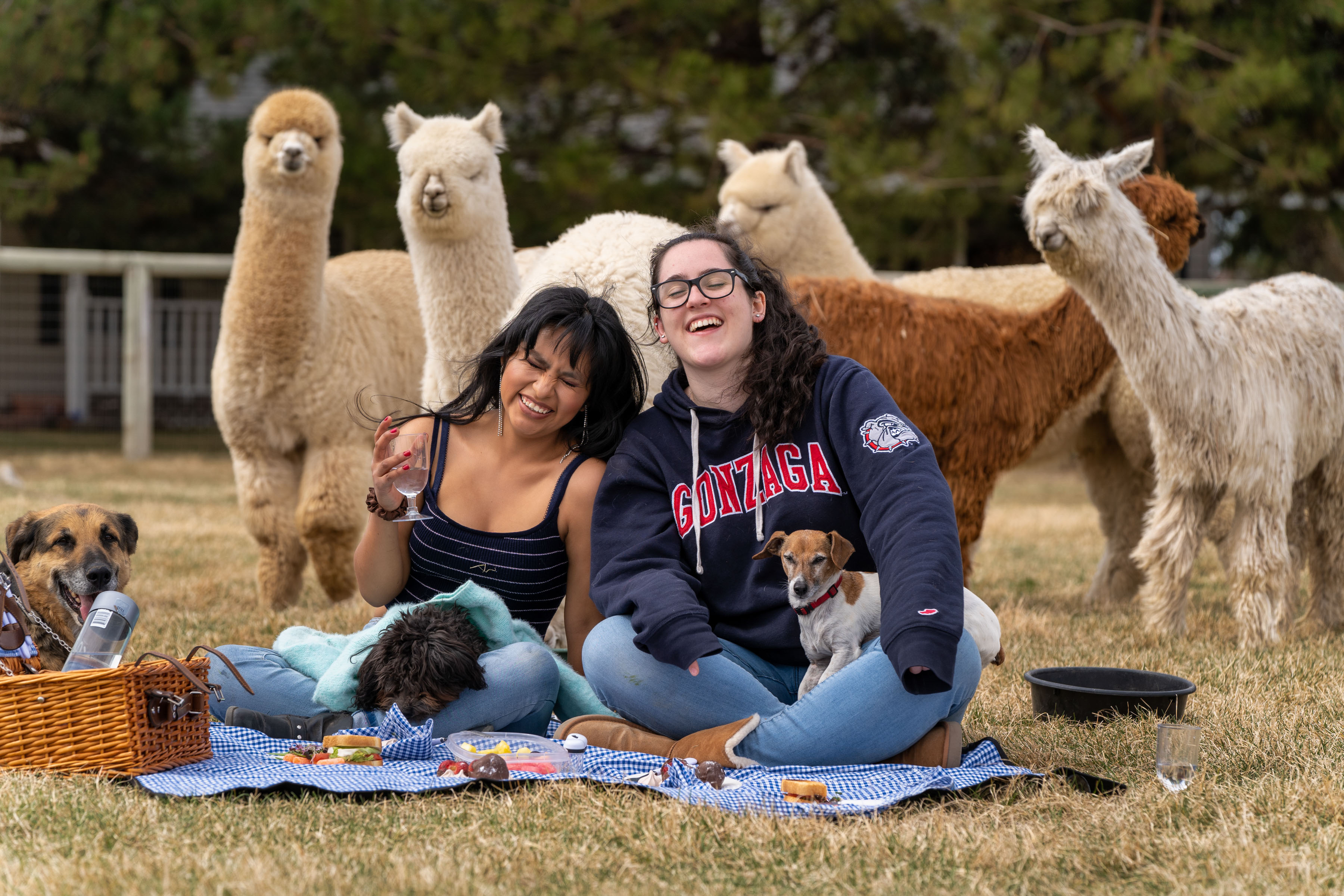 The Original Alpaca Picnic Experience - Airbnb