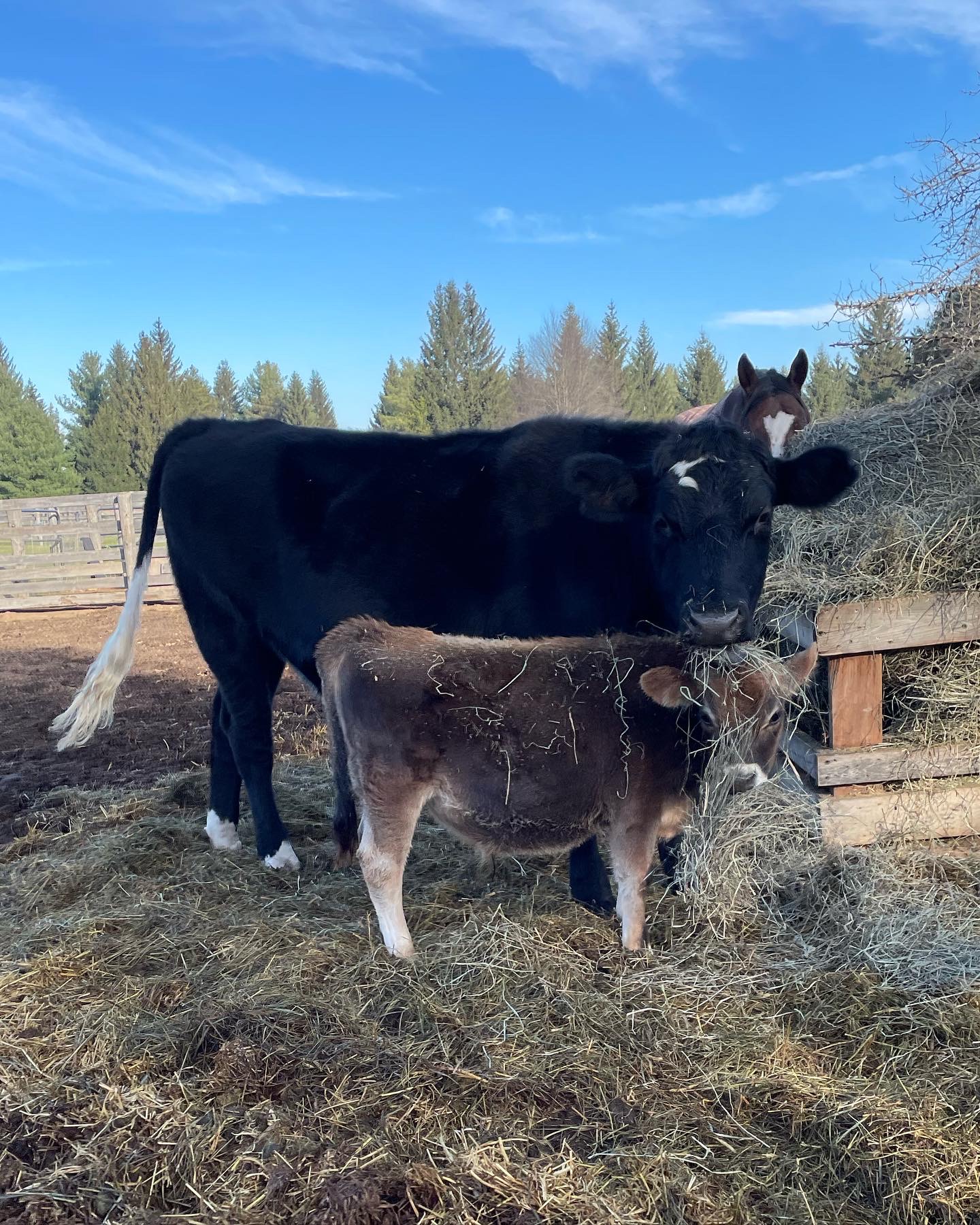 A hands on farm animal experience - goats, mini cow and more - Airbnb