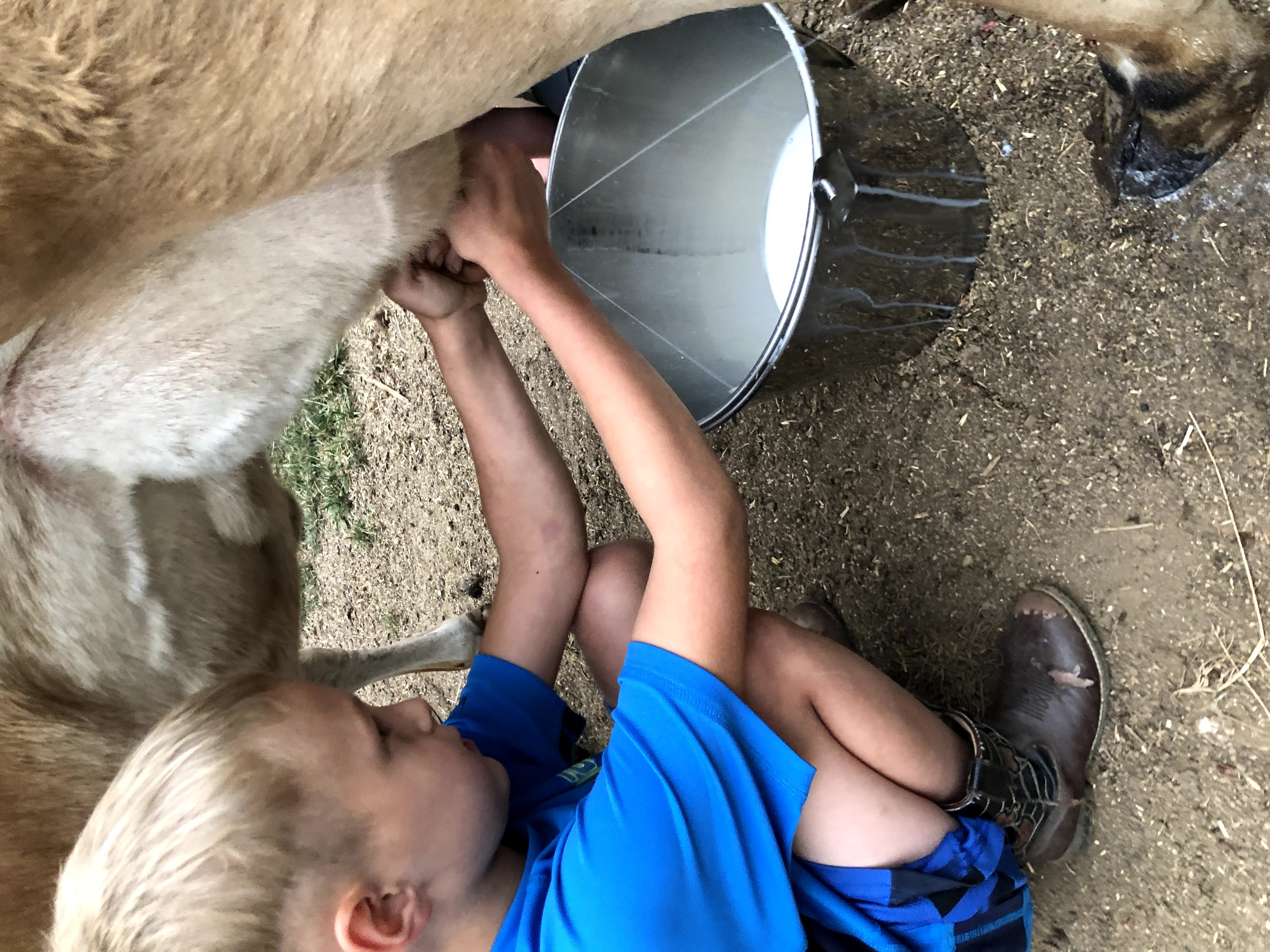 Learn the joy/relaxation of cow milking - Airbnb
