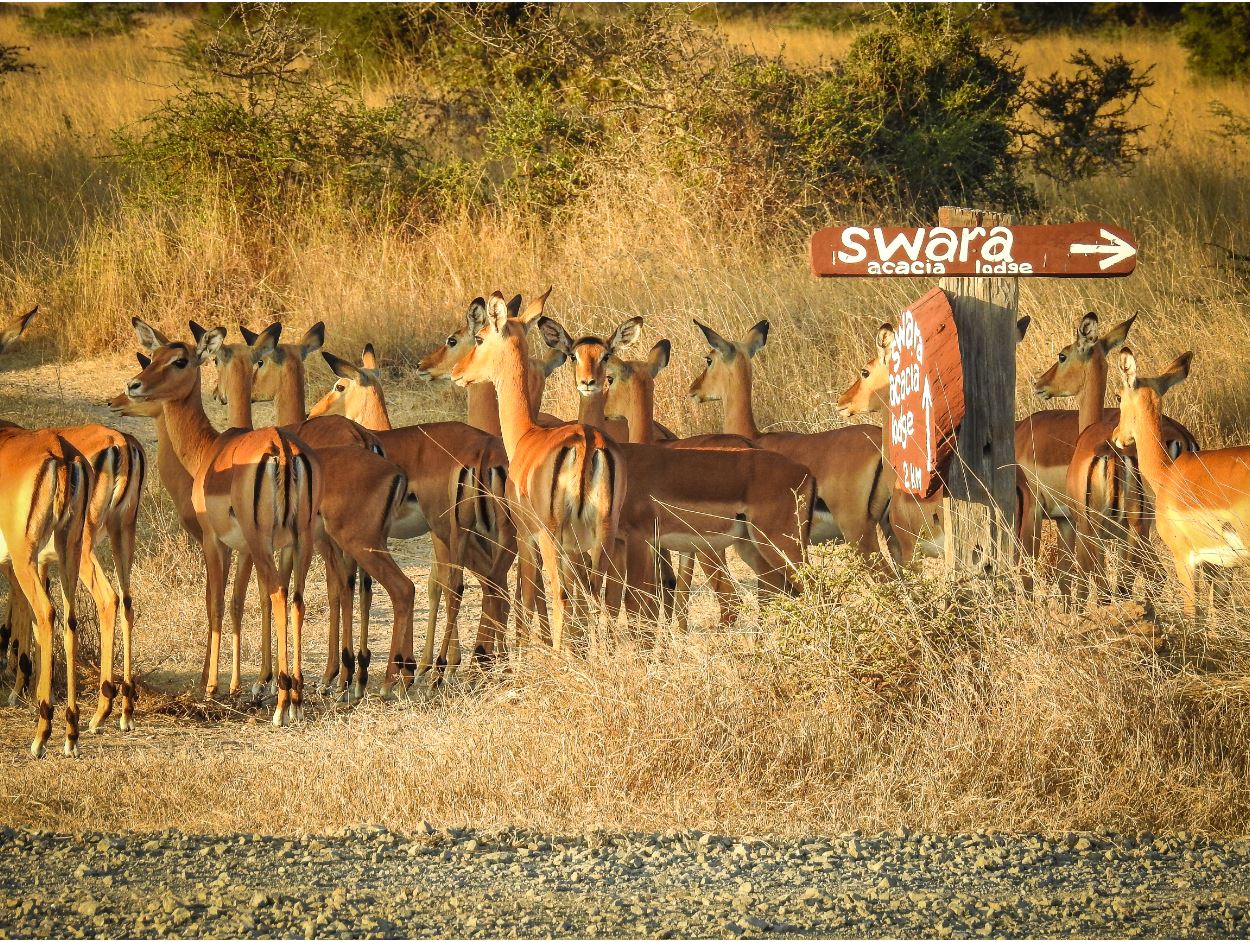 Swara Acacia Lodge - Nature lodges for Rent in Athi River, Kenya - Airbnb