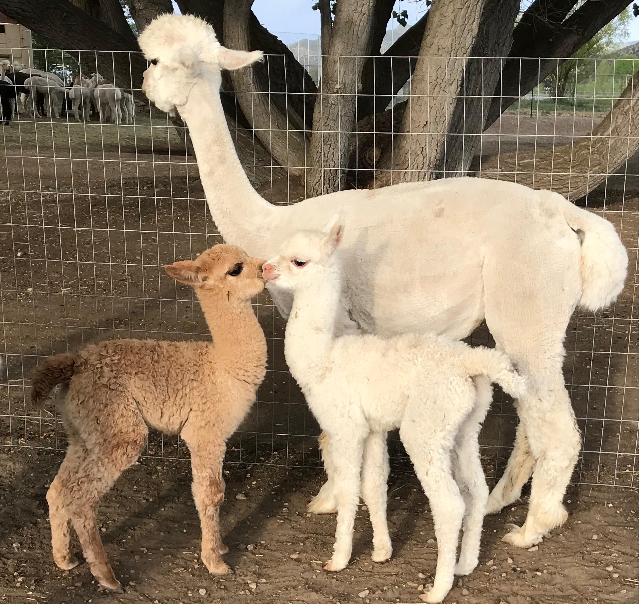 Alpaca Paradise! A Peaceful Night With The Alpacas - Farm stays for ...